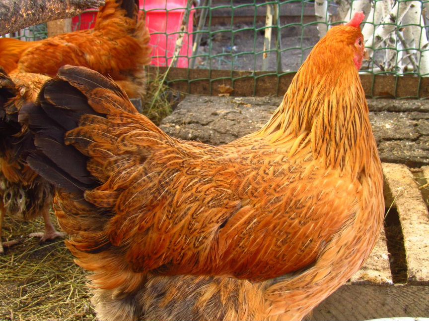 Кучинские несушки молодки юбилейные с доставкой