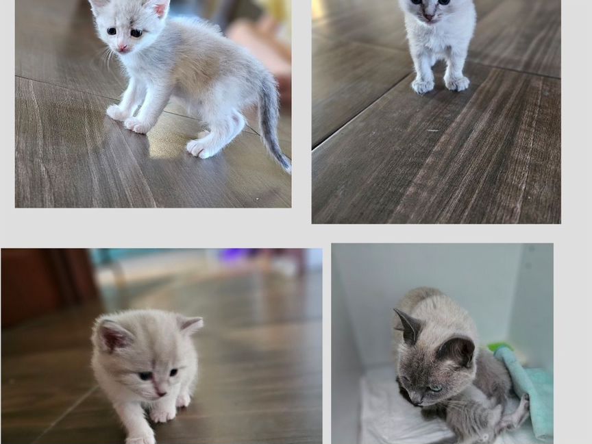 Котята в добрые руки бесплатно