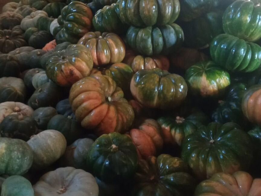 Тыква кормовая