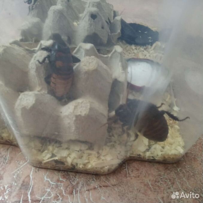 Продам колонию Мадагаскарских шипящих тараканов