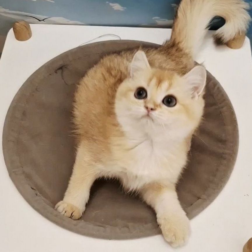 Британский короткошёрстный котёнок