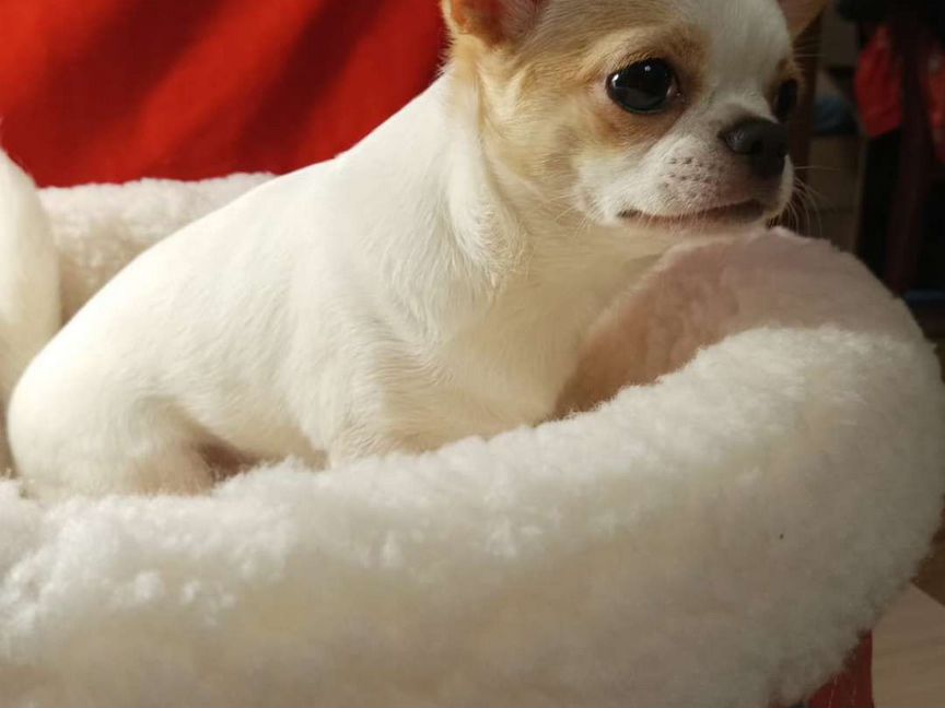 Чихуахуа девочка