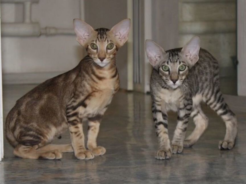 Ориентальные мальчишки