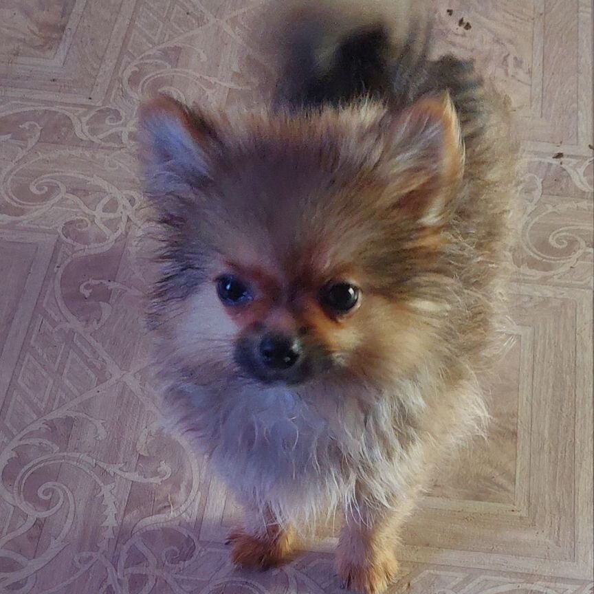 Шпиц мини девочка