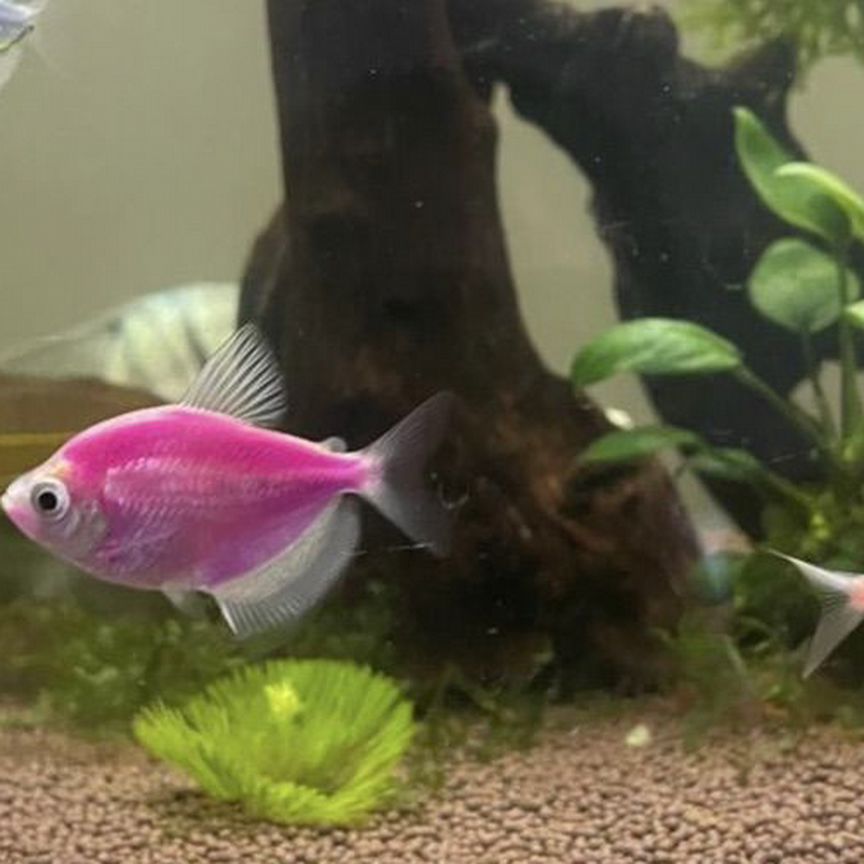 Мастацембел 10-15 см