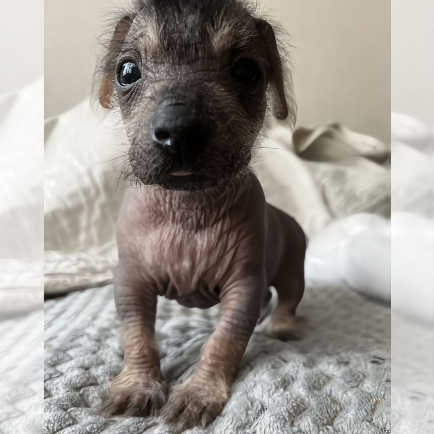 Китайская хохлатая, щенок