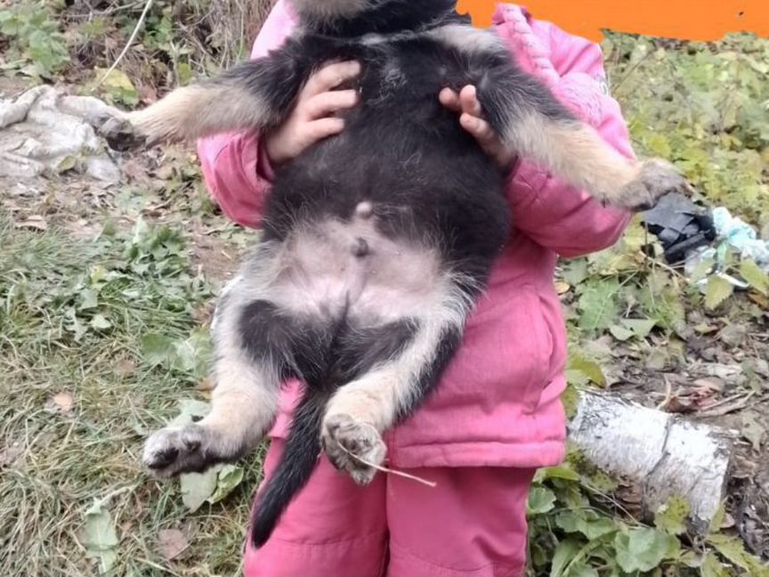 Щенки бесплатно