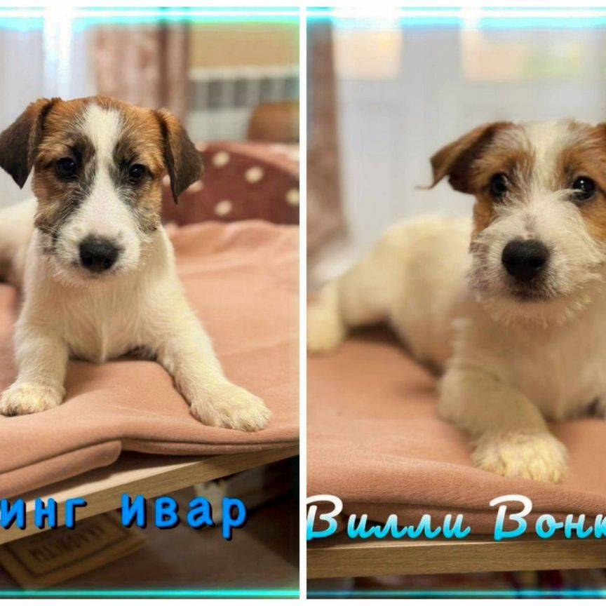 Щенки джек рассел терьер брокен