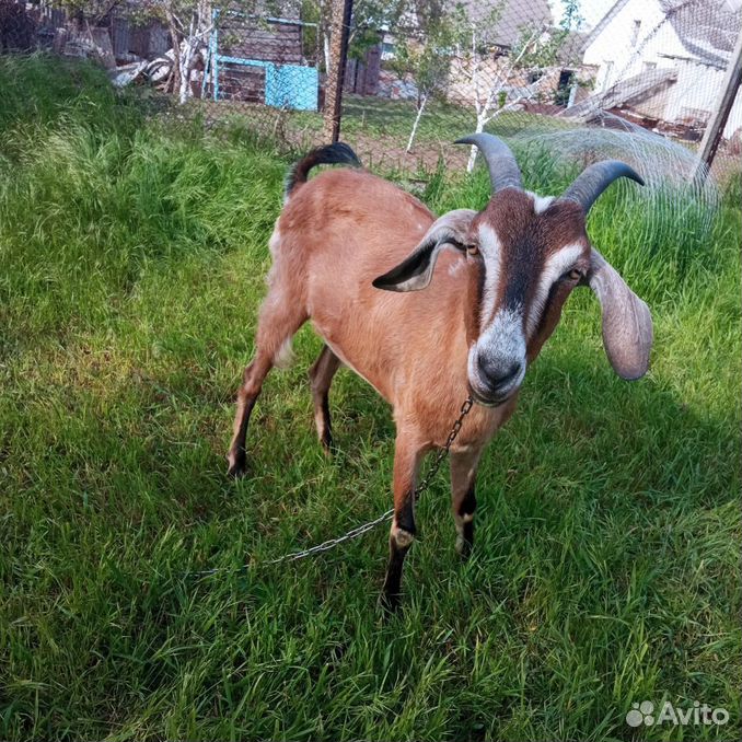 Нубийские козочки
