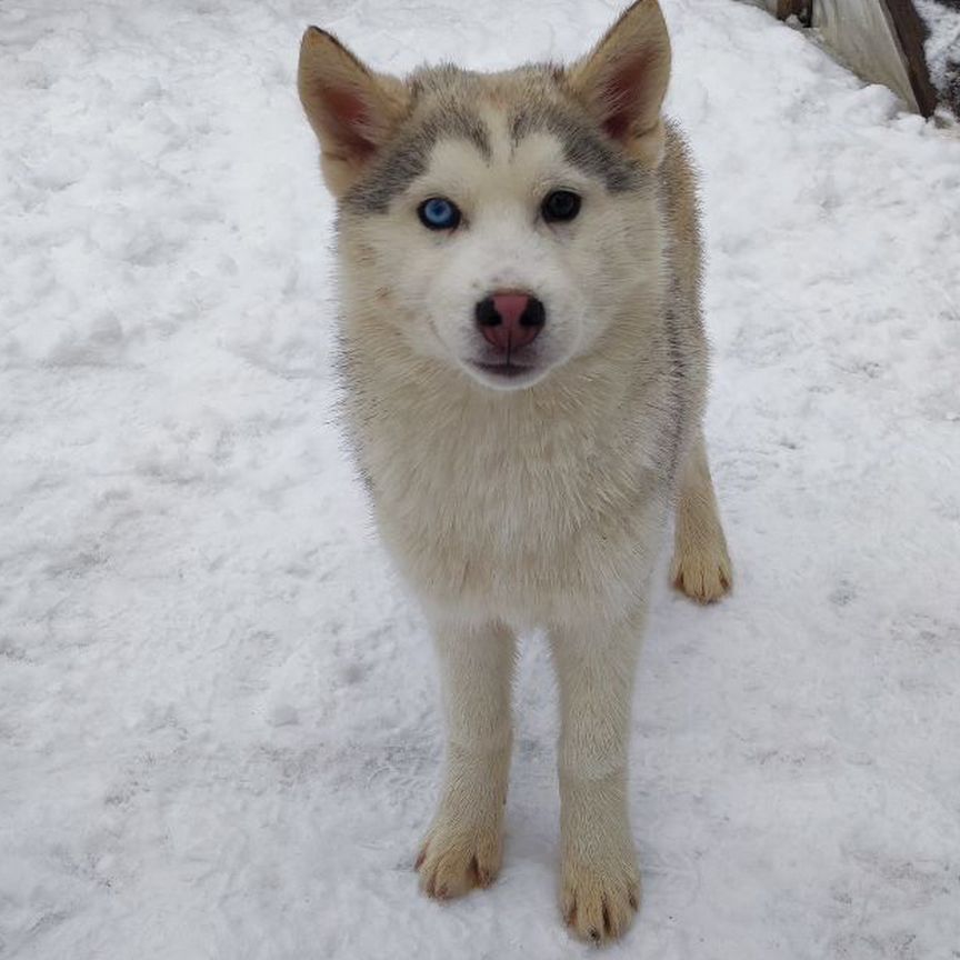 Сибирский хаски