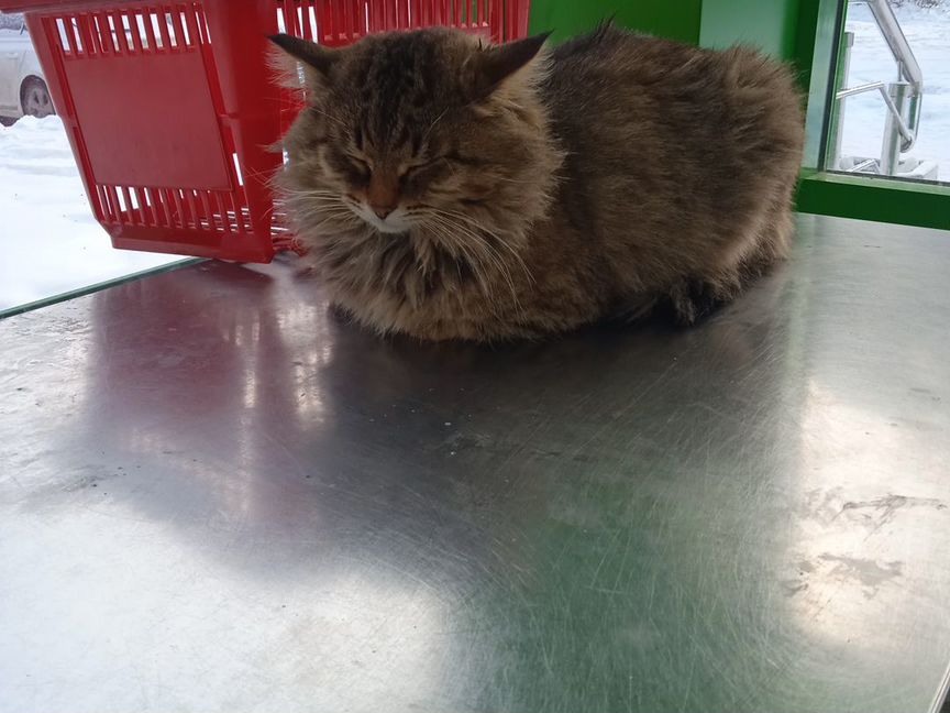 Котику нужна помощь