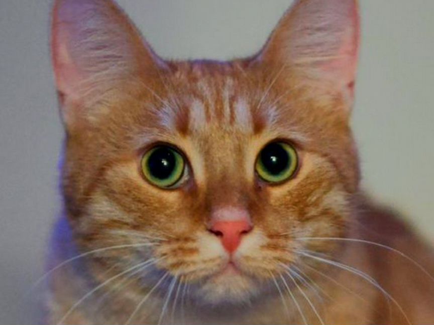 Солнечный молодой котик Круз, до года