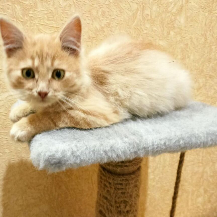 Роскошная кошечка
