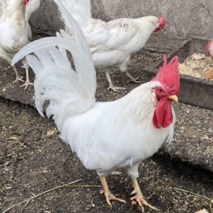 Петухи легорн