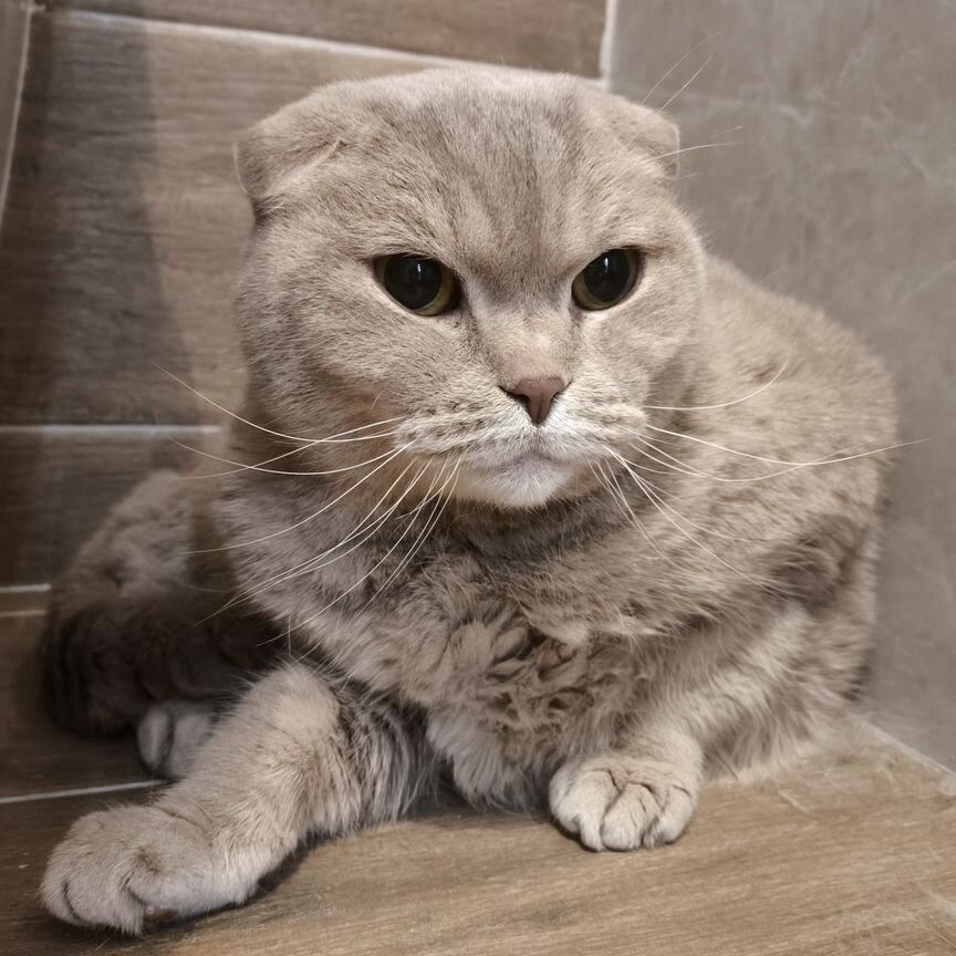 Отдам кота в самые добрые руки