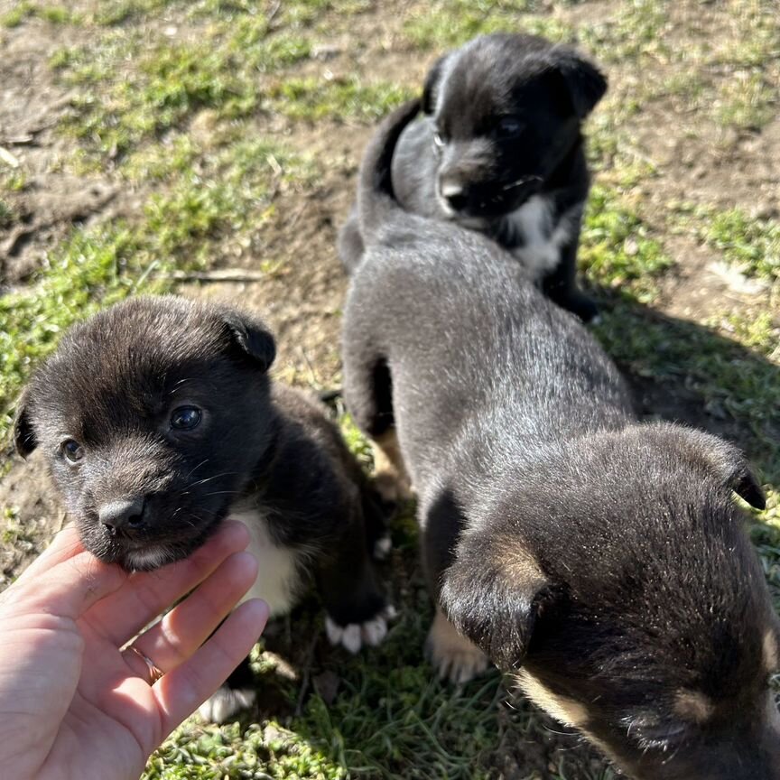 Щенки бесплатно
