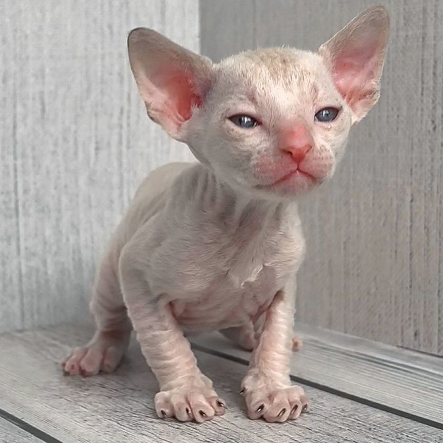 Корниш-рекс котёнок