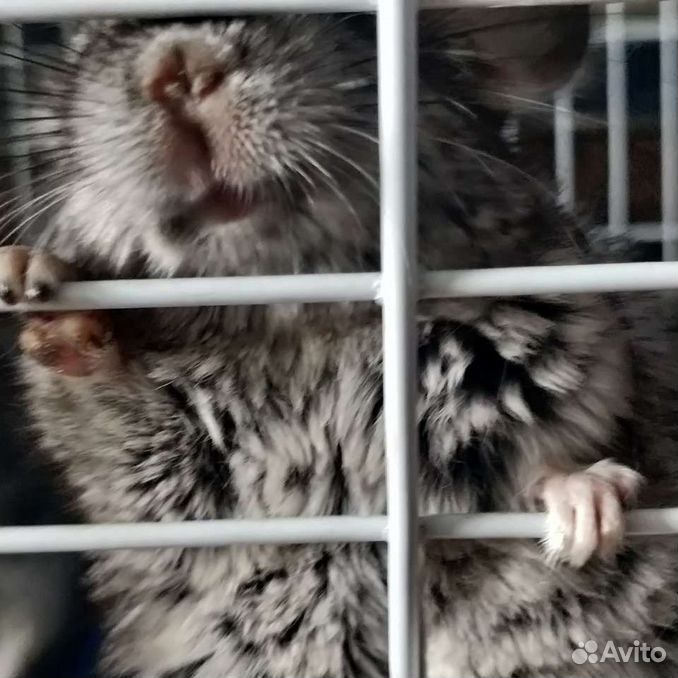 Чудесные ручные детки шиншилл 2 месяца