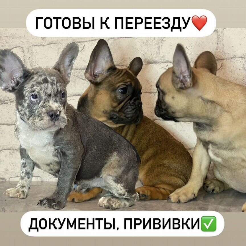 Щенки французский бульдог