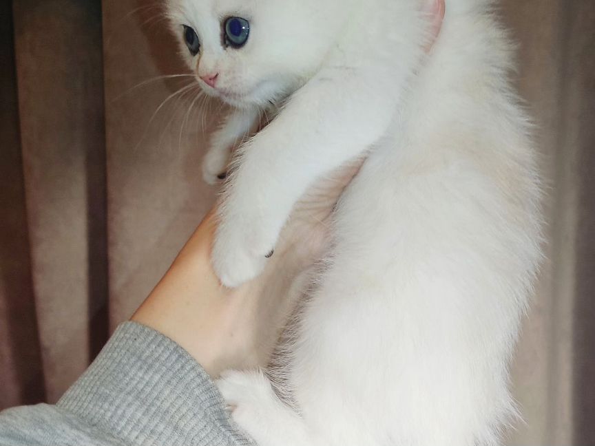 Британские котята
