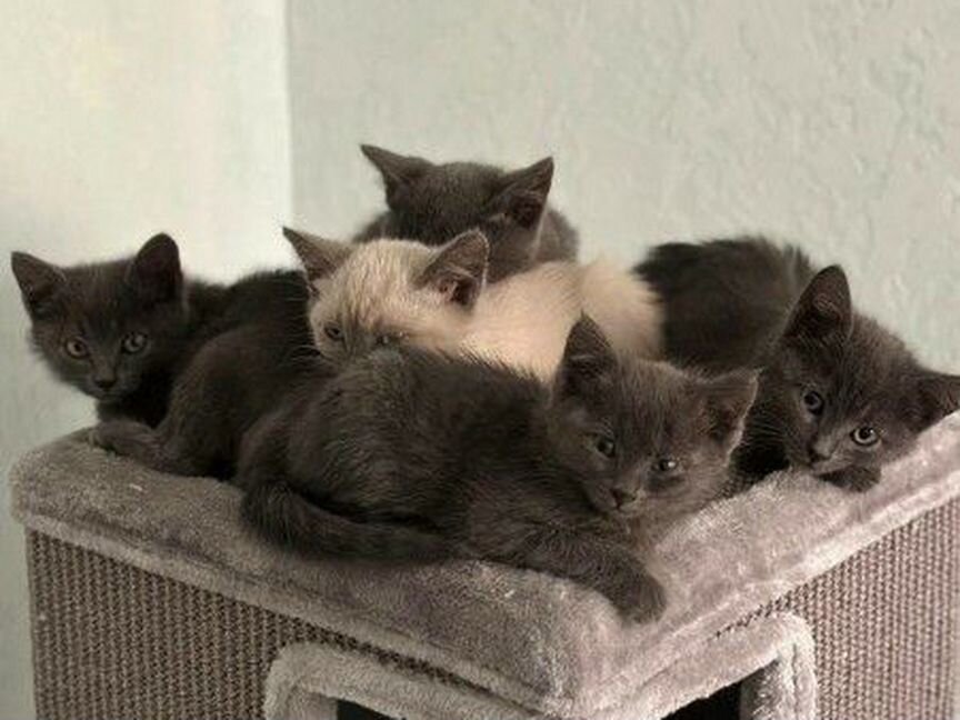 Серые дымчатые котята голубой окрас в семью
