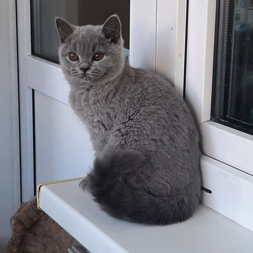 Британские котята