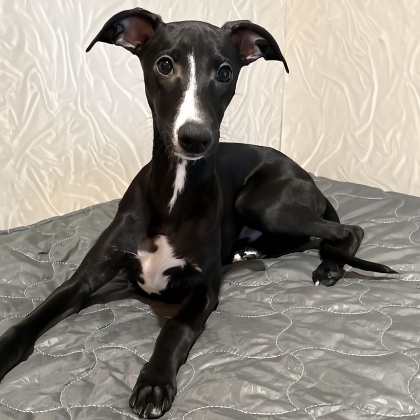 Уиппет, щенок