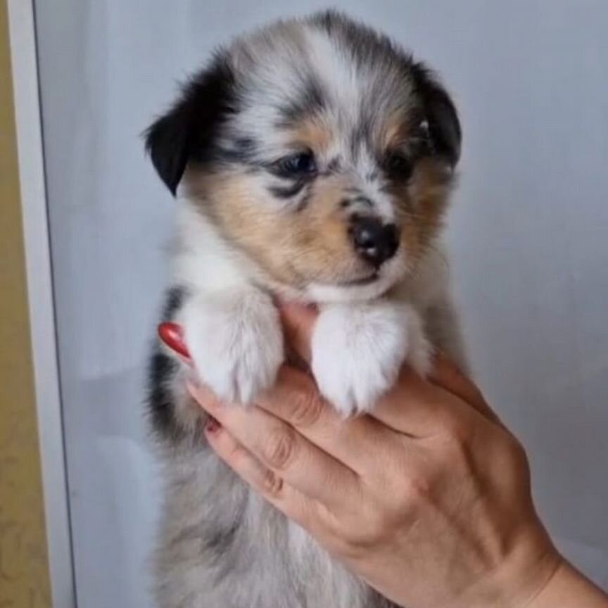Щенки шелти