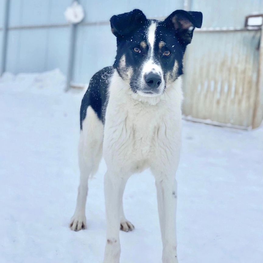 Белый Джоник, чёрные ушки. Ждёт. Ждёт. Ждёт