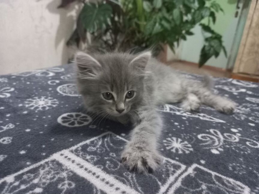 Кошка
