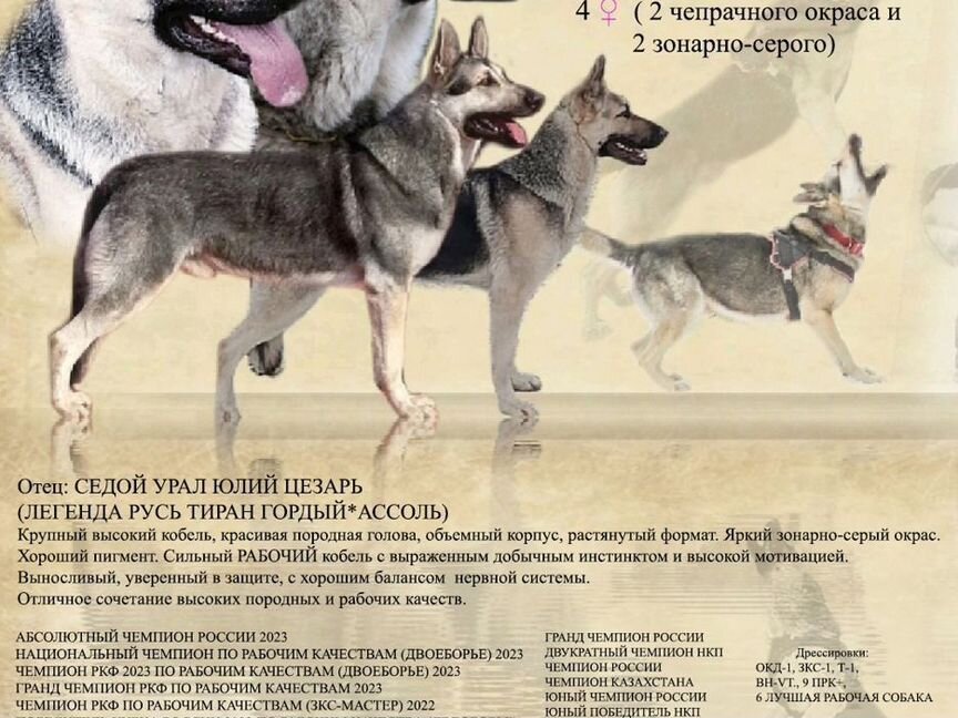 Щенки вео от Абсолютного Чемпиона России