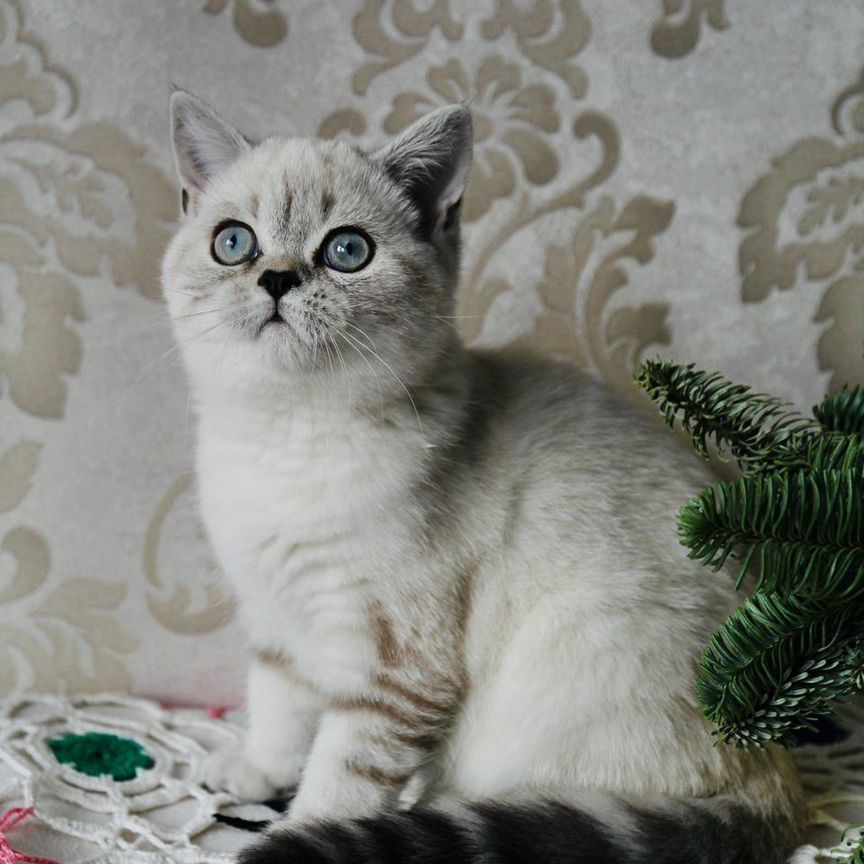 Шотландский мальчик Василёк