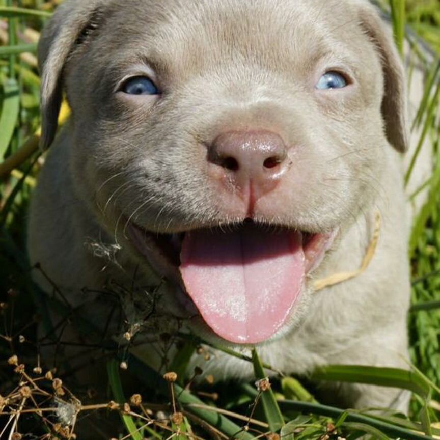 Булли детки