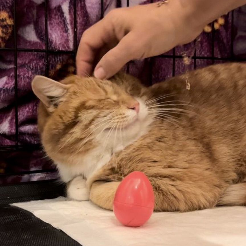 Брошенный котенок