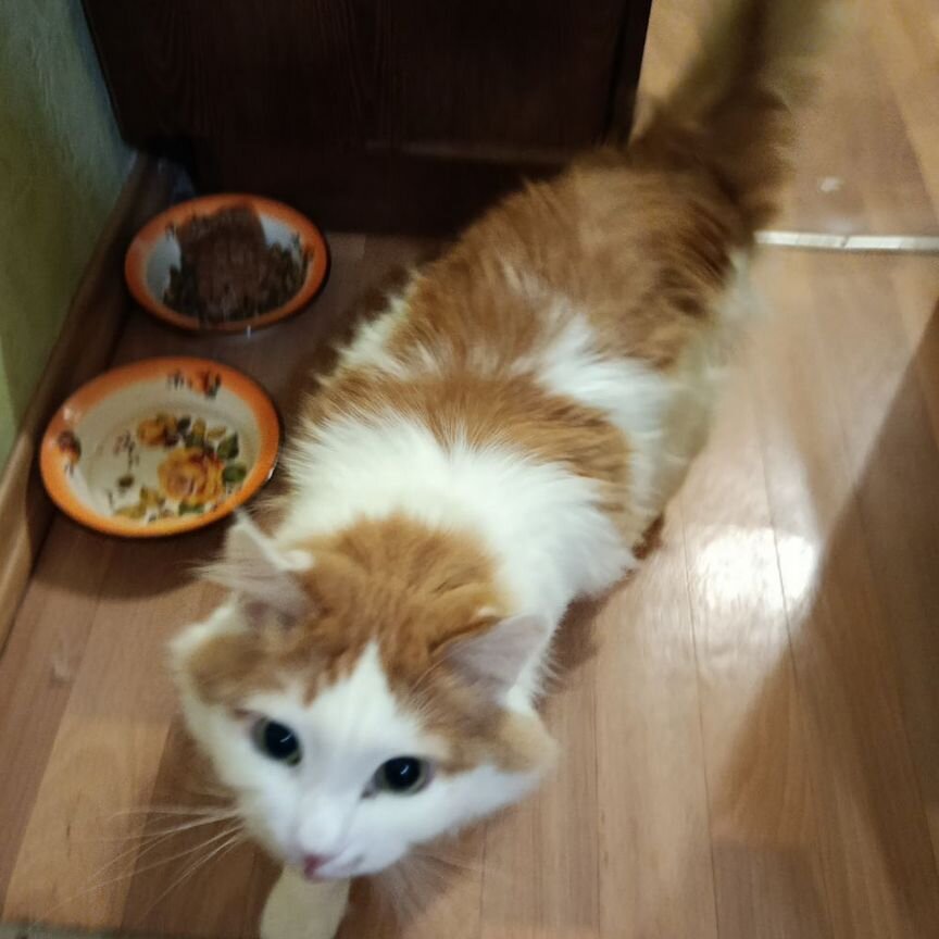 Взрослый кот в добрые руки