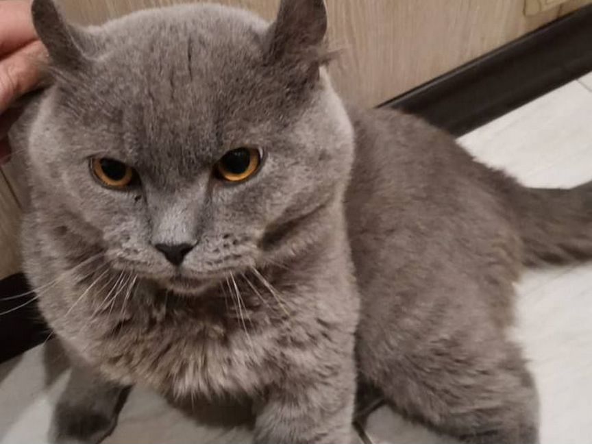 Выбросили котика,то в подьезде, то у магазина