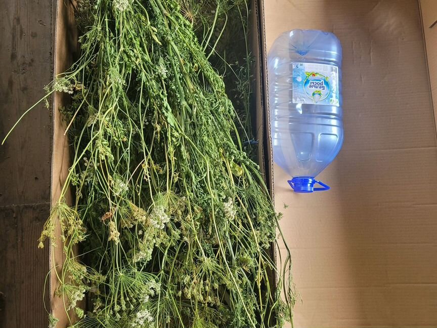 Сено, жесткие травы для кроликов и грызунов