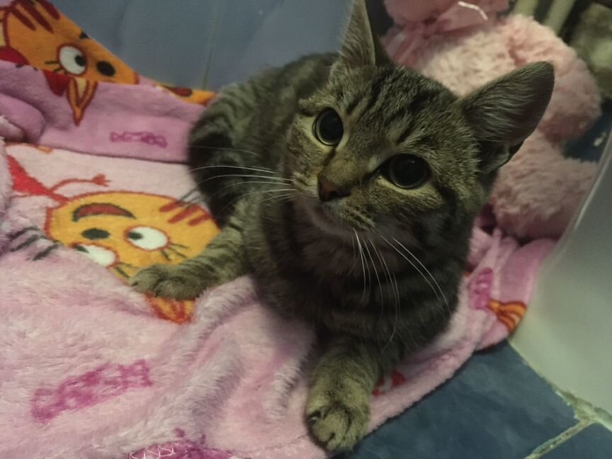 Котик бесплатно с лотком в подарок