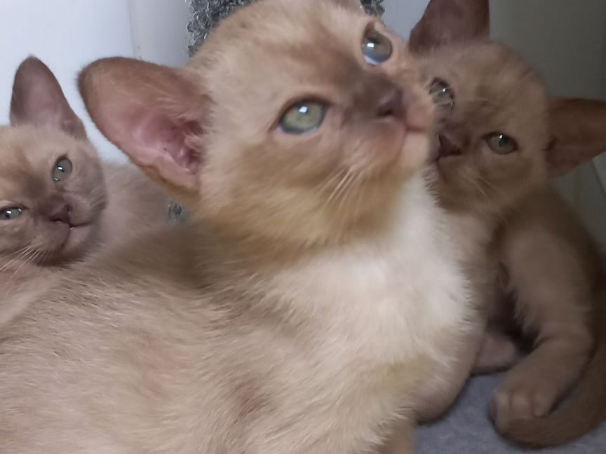 Бурманские котята