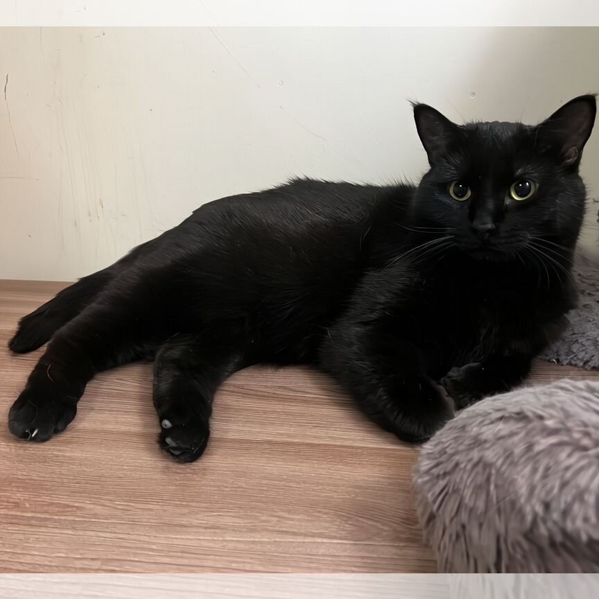 Взрослая, кошка в добрые руки