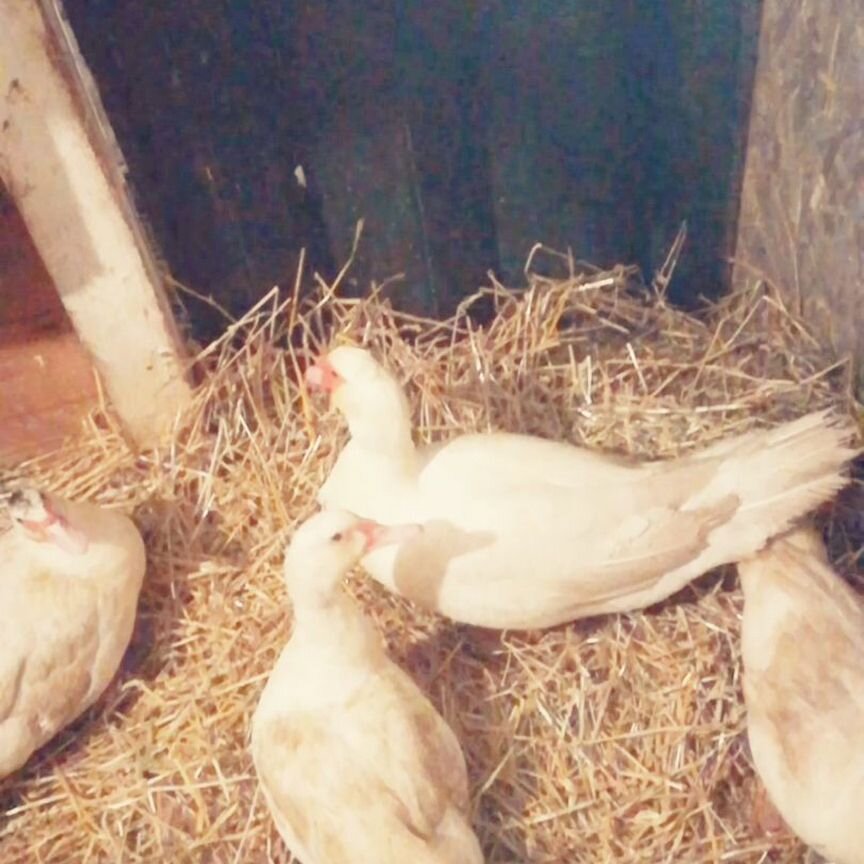 Индоутки семьями