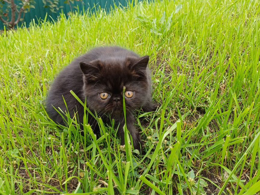 Экзотические короткошерстные котята