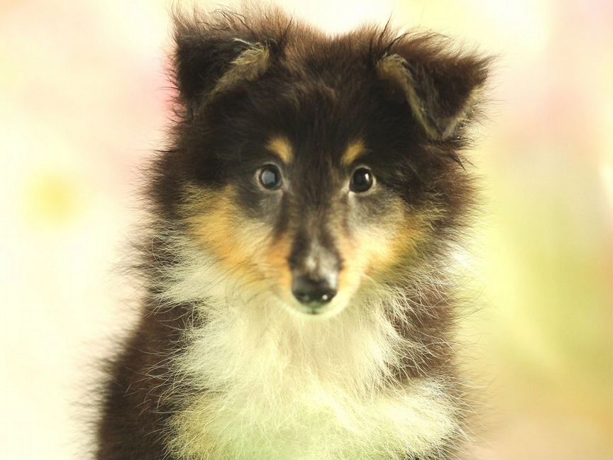 Умный кобелек