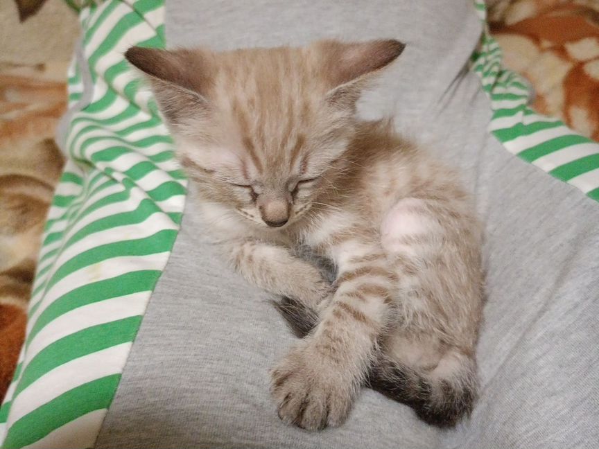 Котëнок