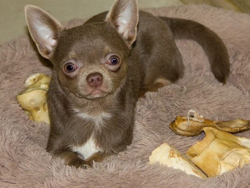 Чихуахуа мини