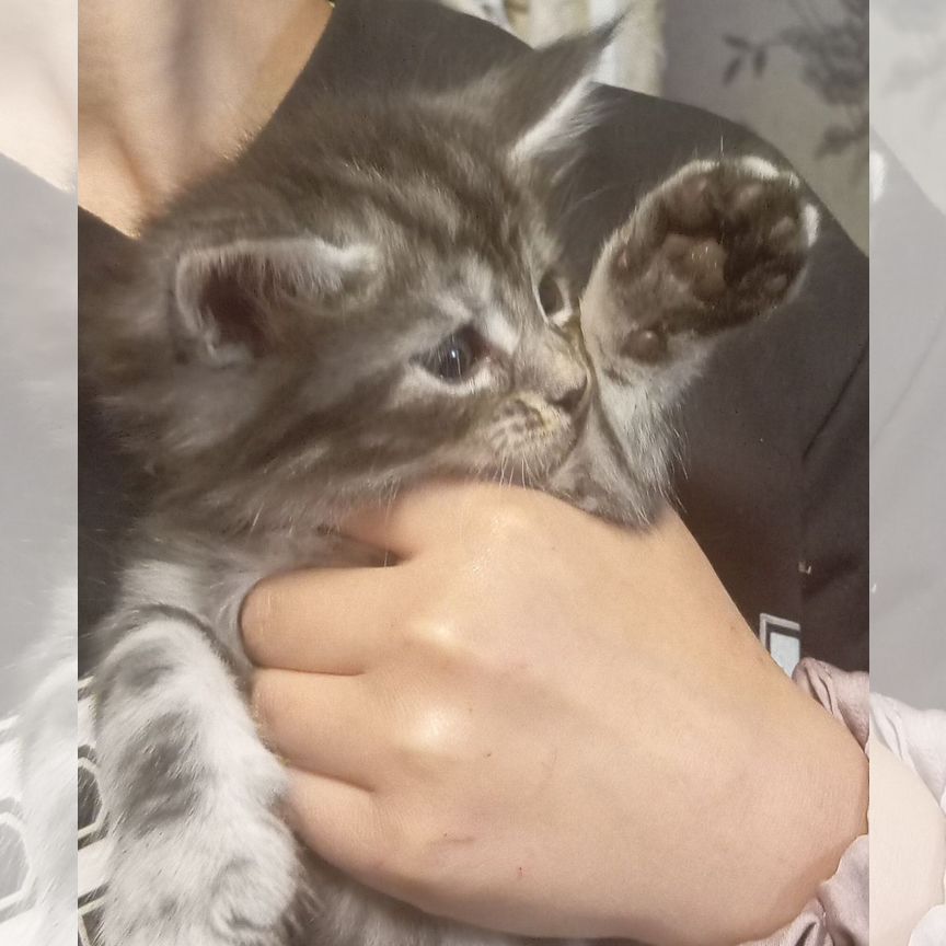 Мейн-кун котёнок