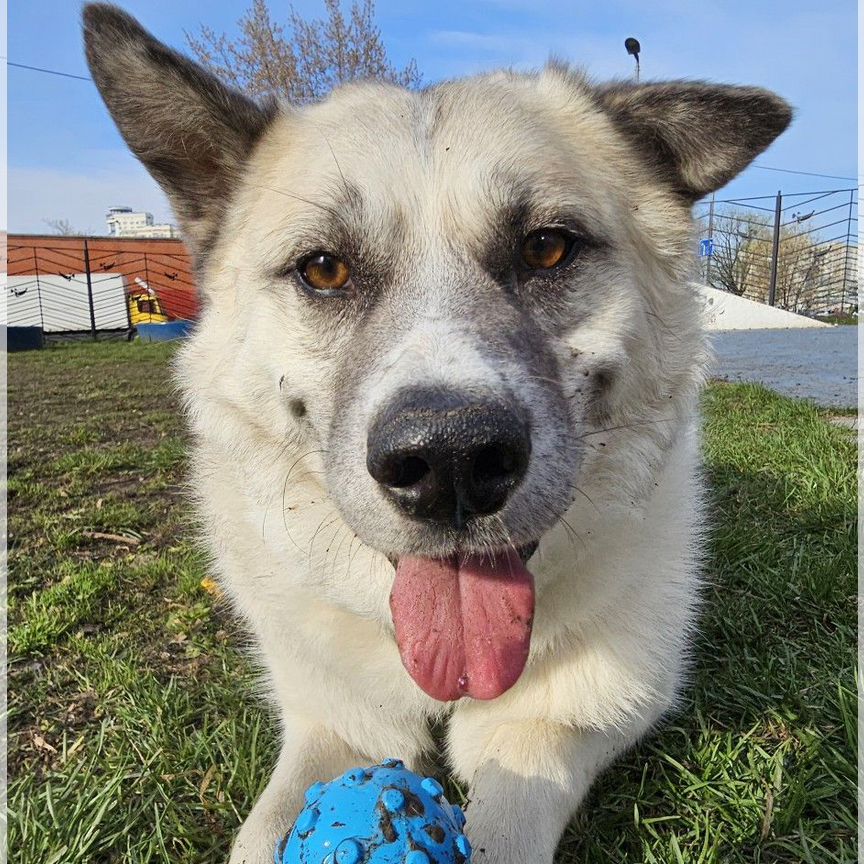 Взрослый пёс в добрые руки