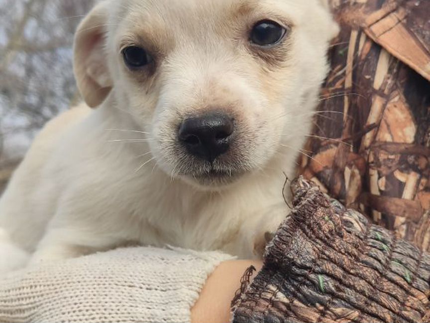 Щенки Джек Рассел терьер