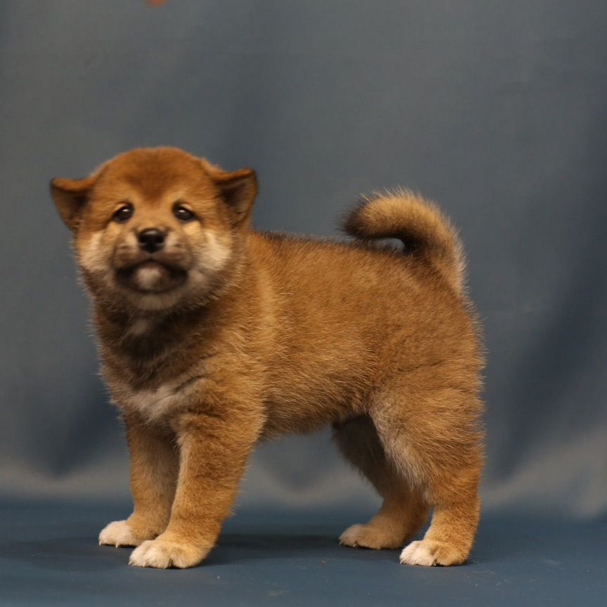 Щенки сиба ину