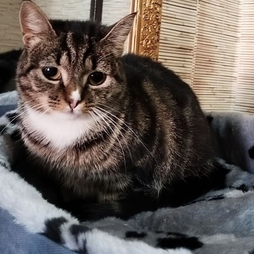 Взрослая, кошка в добрые руки